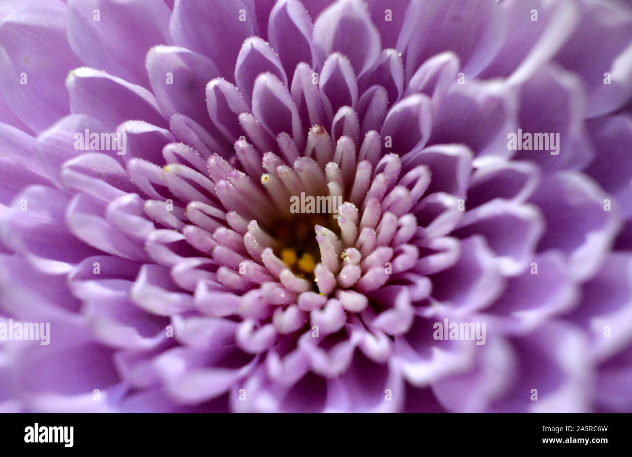 Puple flower hi-res stock photography and images - Alamy