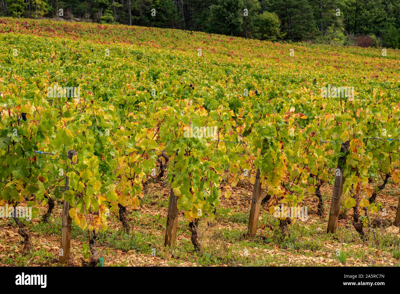Autumn in the vineyards of Nuits Saint Georges, Burgundy, France Stock ...