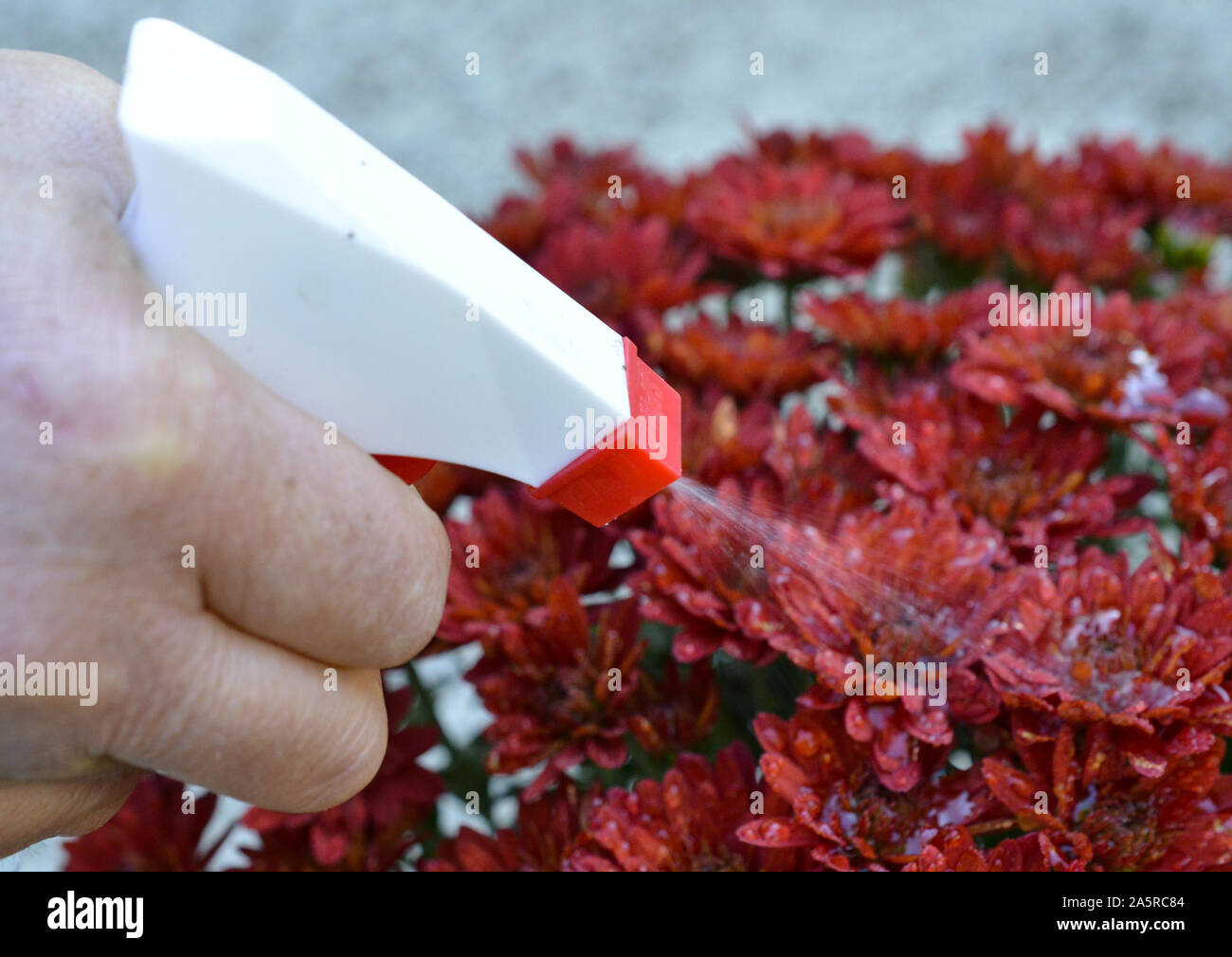 White spray chrysanthemums hi-res stock photography and images - Alamy