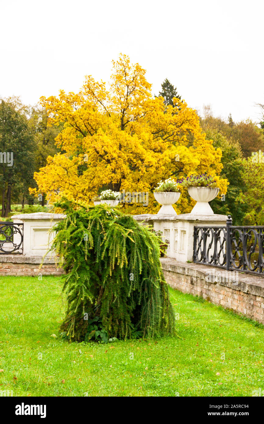 Russia, village Marfino, 29 September 2019: Plants of park in historic ...