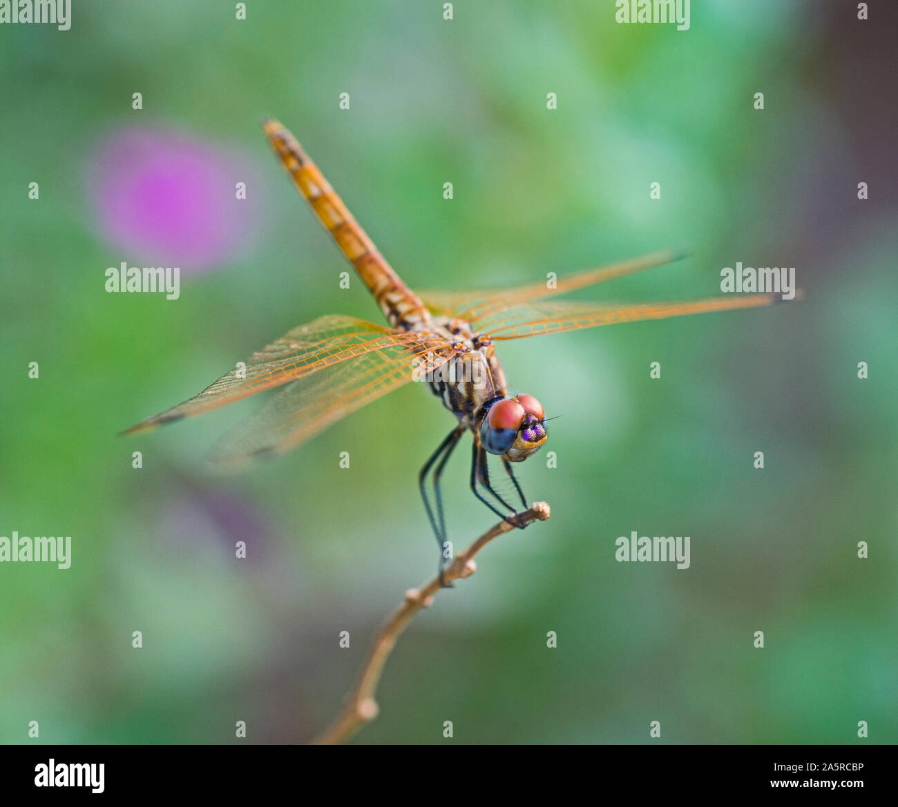 Head thorax and abdomen hi-res stock photography and images - Alamy