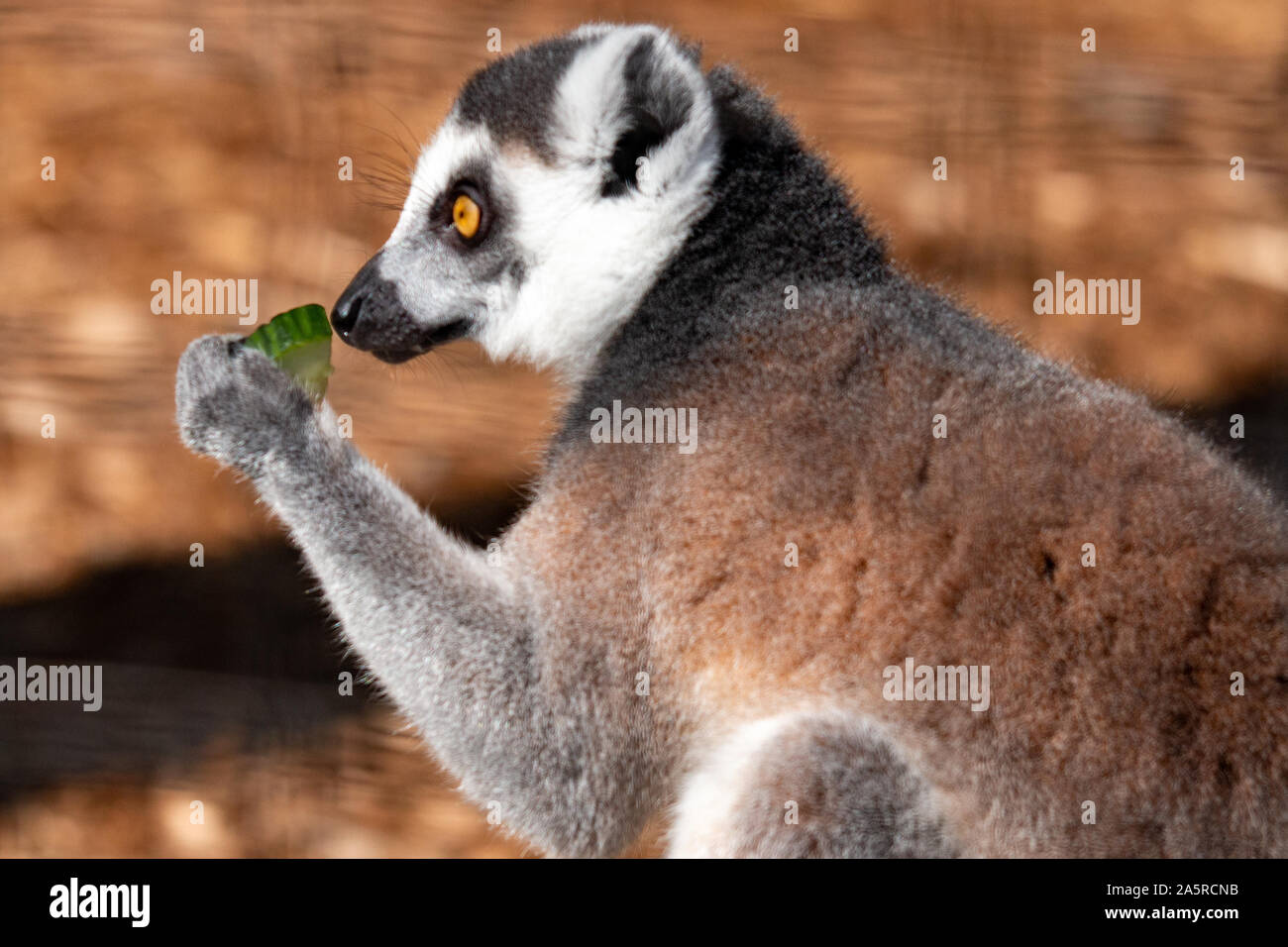 Ring tail Lemur - part of the prosimian family Stock Photo - Alamy