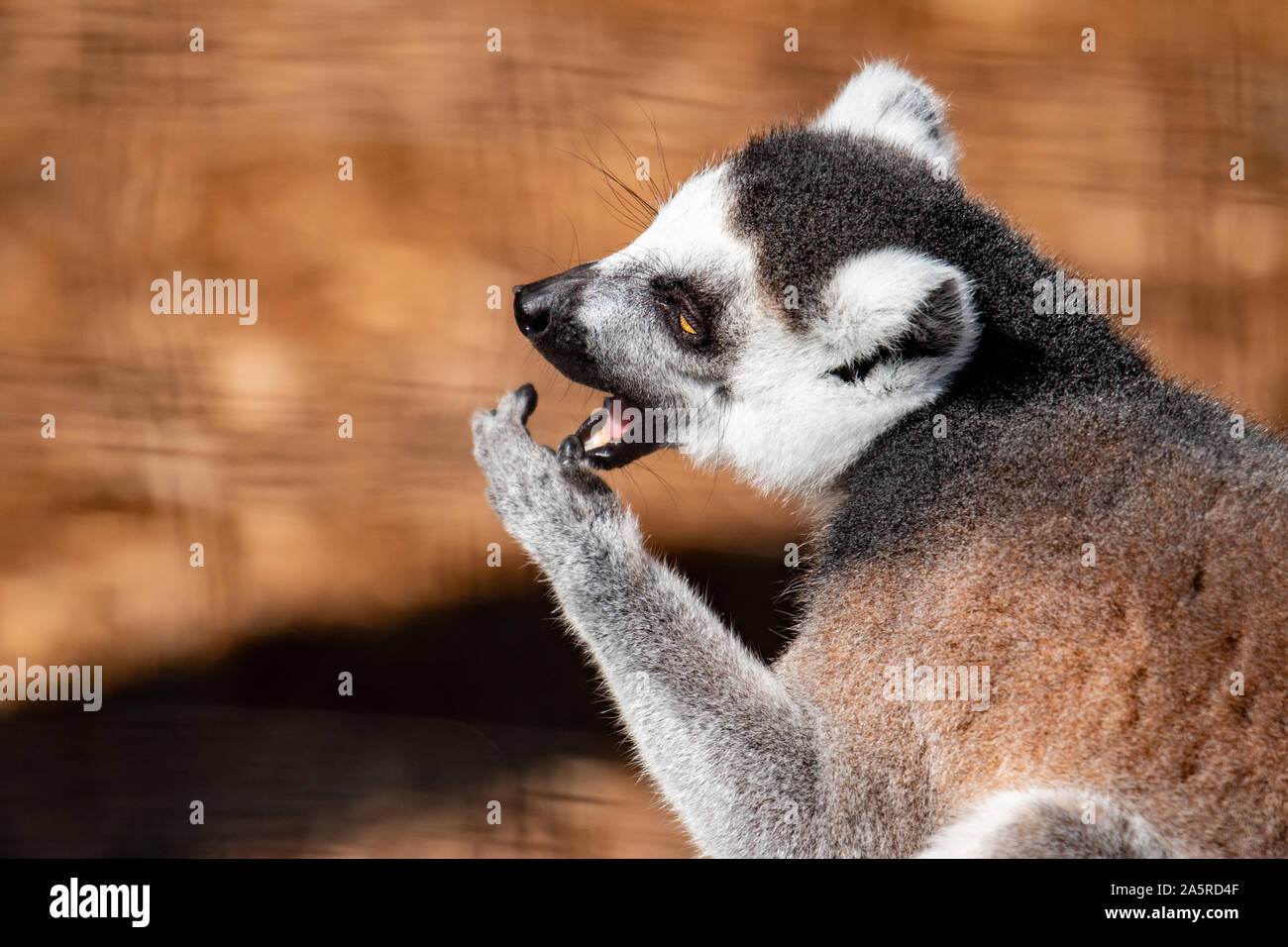 Ring tail Lemur - part of the prosimian family Stock Photo - Alamy