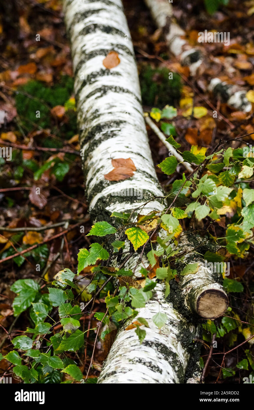 Autumn season colours in the forest in Germany, Betula, Birch Tree ...