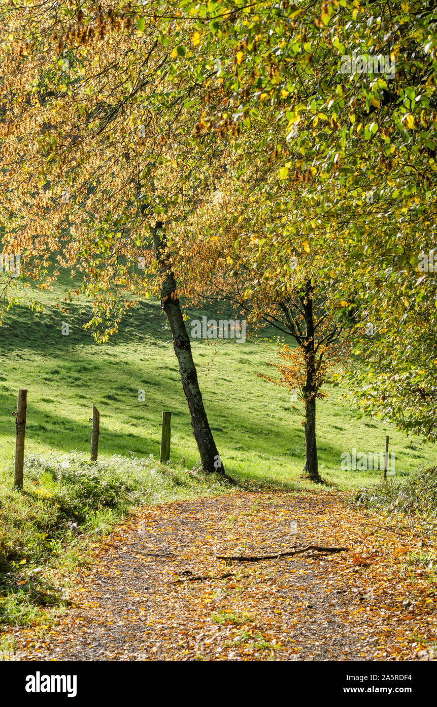 Autumn season colours in the forest in Germany Stock Photo - Alamy