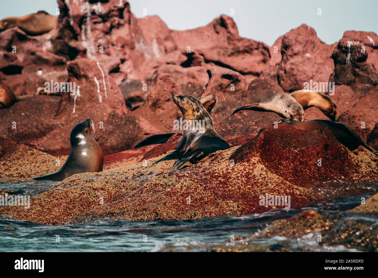 Mamífero mexicano hi-res stock photography and images - Alamy