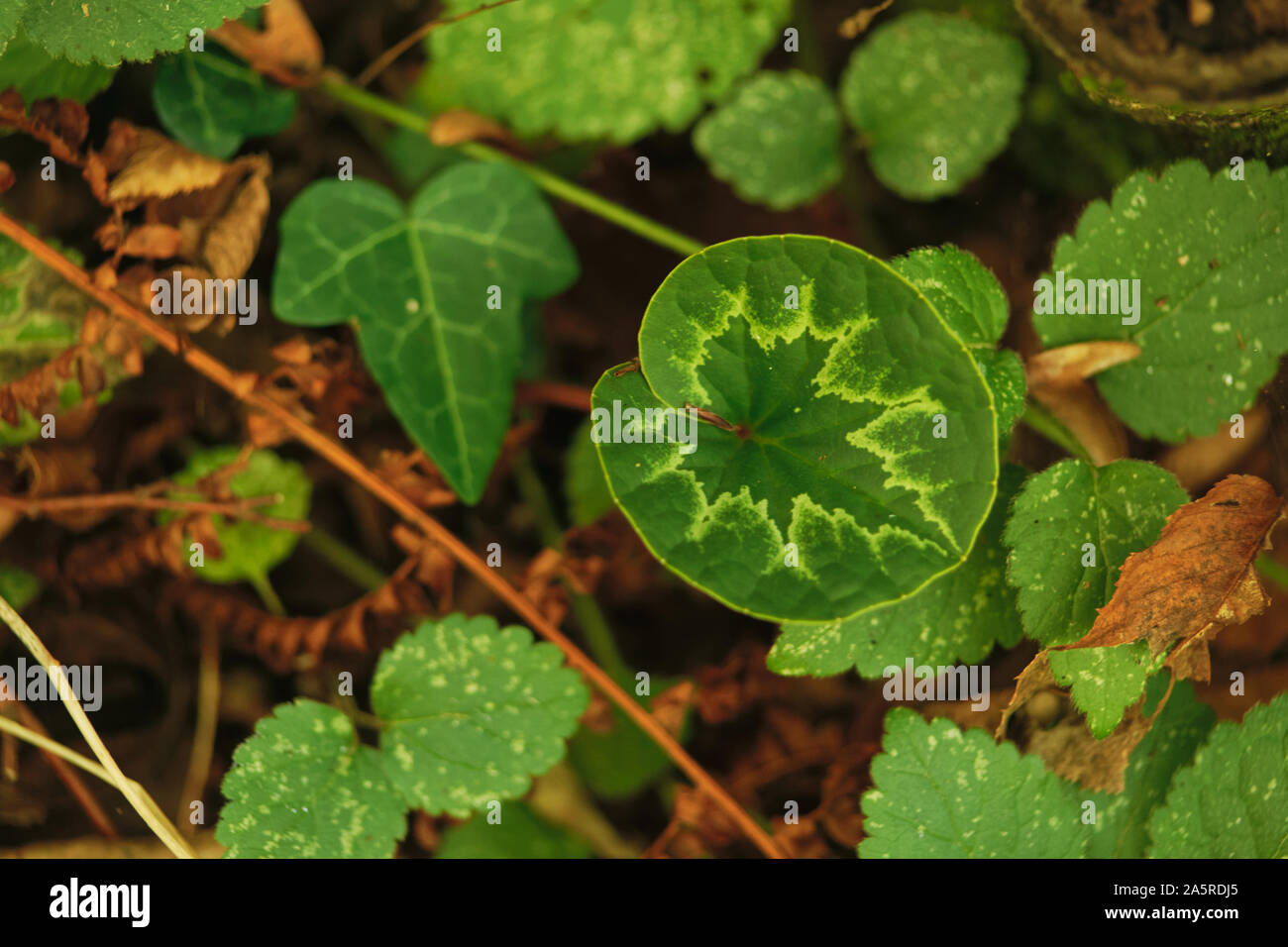 Round shaped leaf hi-res stock photography and images - Alamy