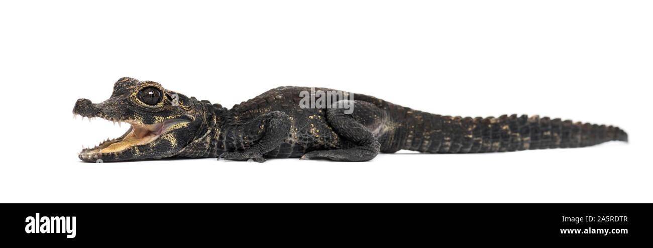 Dwarf crocodile, Osteolaemus tetraspis, also known commonly as the ...