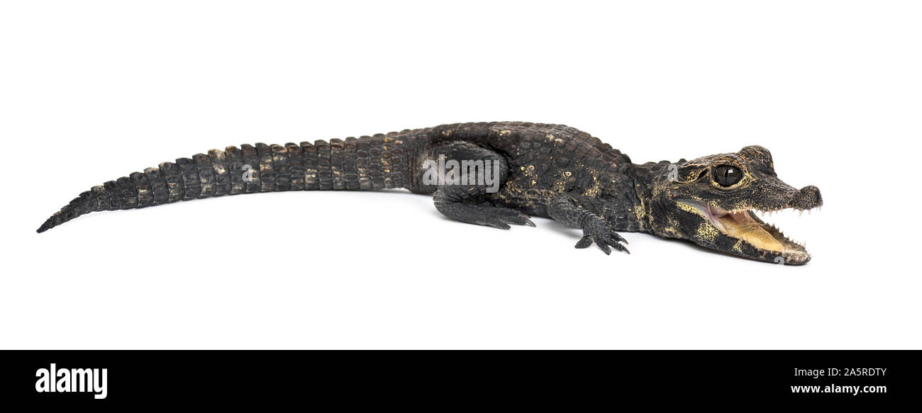 Dwarf crocodile, Osteolaemus tetraspis, also known commonly as the ...