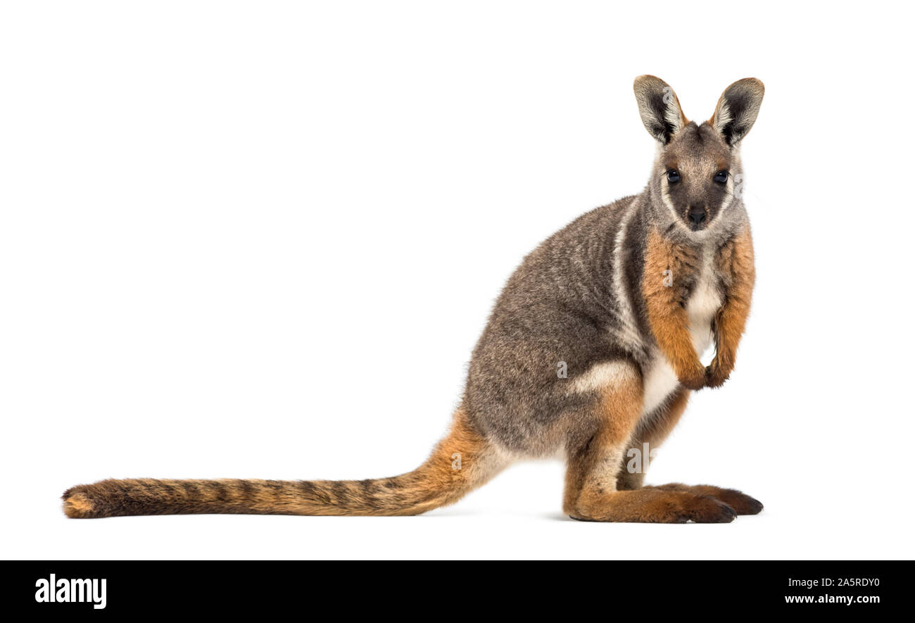 Yellow-footed rock-wallaby, Petrogale xanthopus, kangaroo, wallaby ...