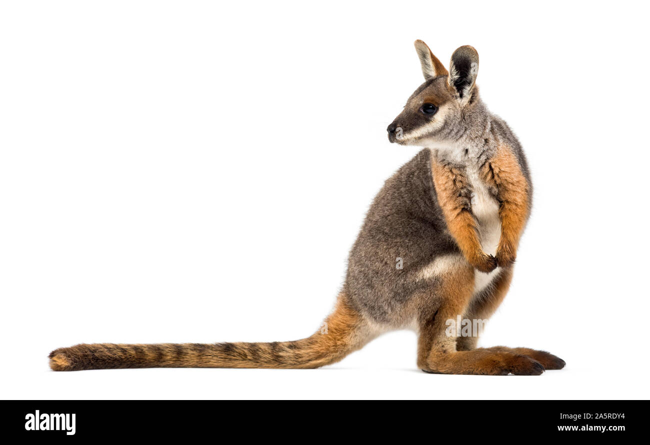 Yellow-footed rock-wallaby, Petrogale xanthopus, kangaroo, wallaby ...