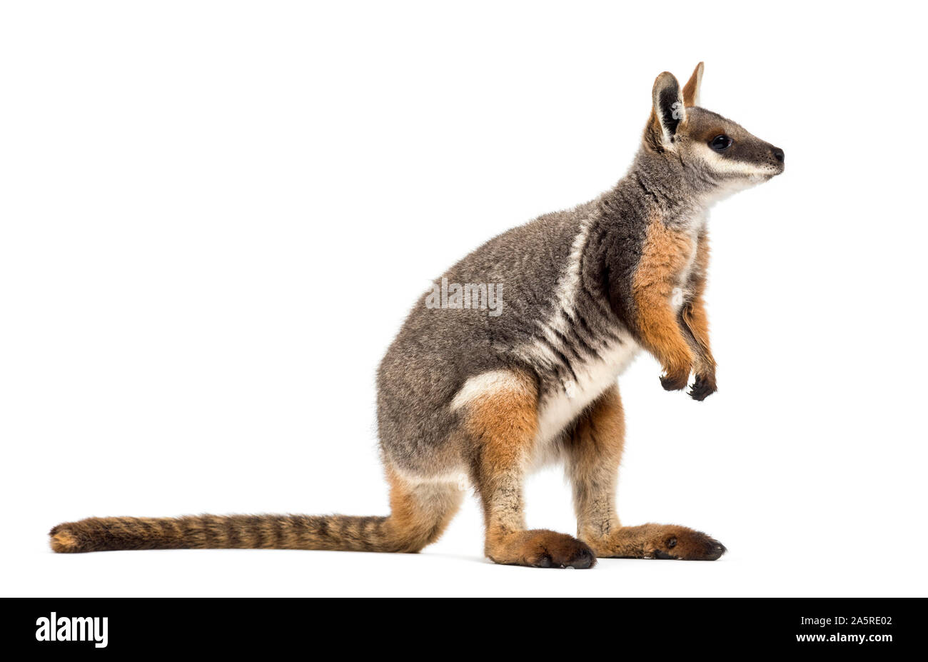 Yellow-footed rock-wallaby, Petrogale xanthopus, kangaroo, wallaby ...