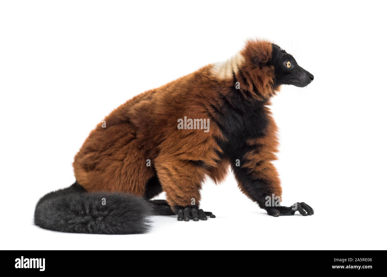 Red ruffed lemur, Varecia rubra, sitting against white background Stock ...