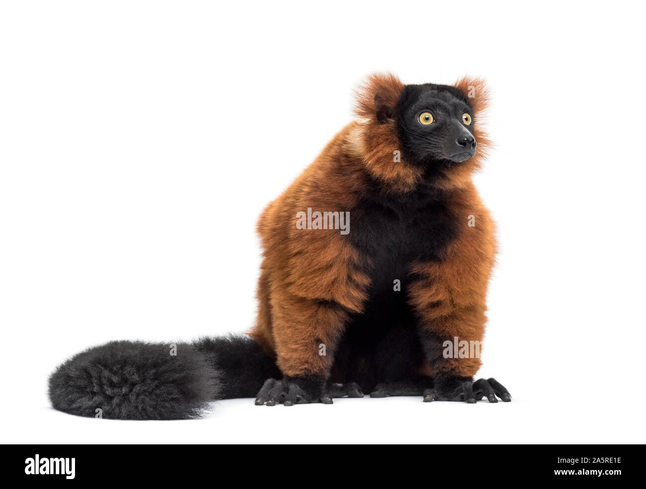 Red ruffed lemur, Varecia rubra, sitting against white background Stock ...