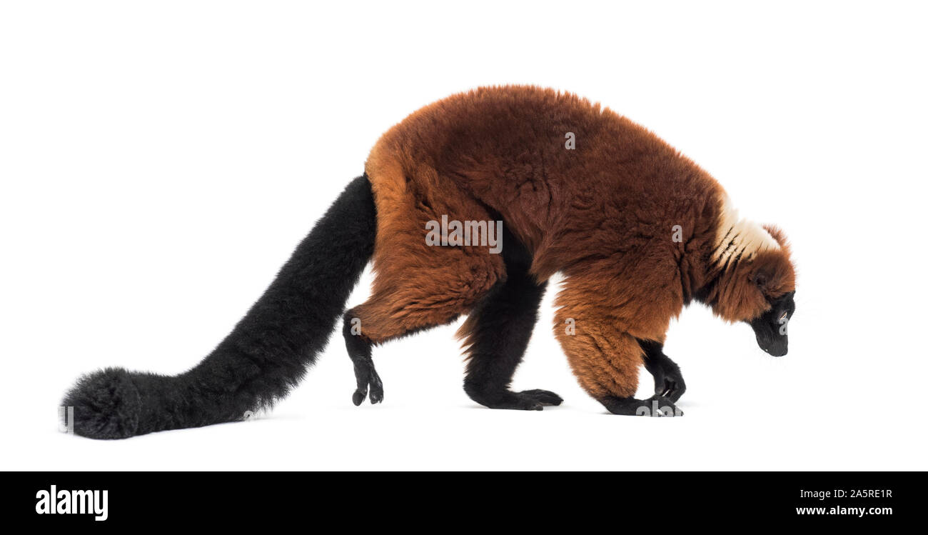 Red ruffed lemur, Varecia rubra, walking against white background Stock ...