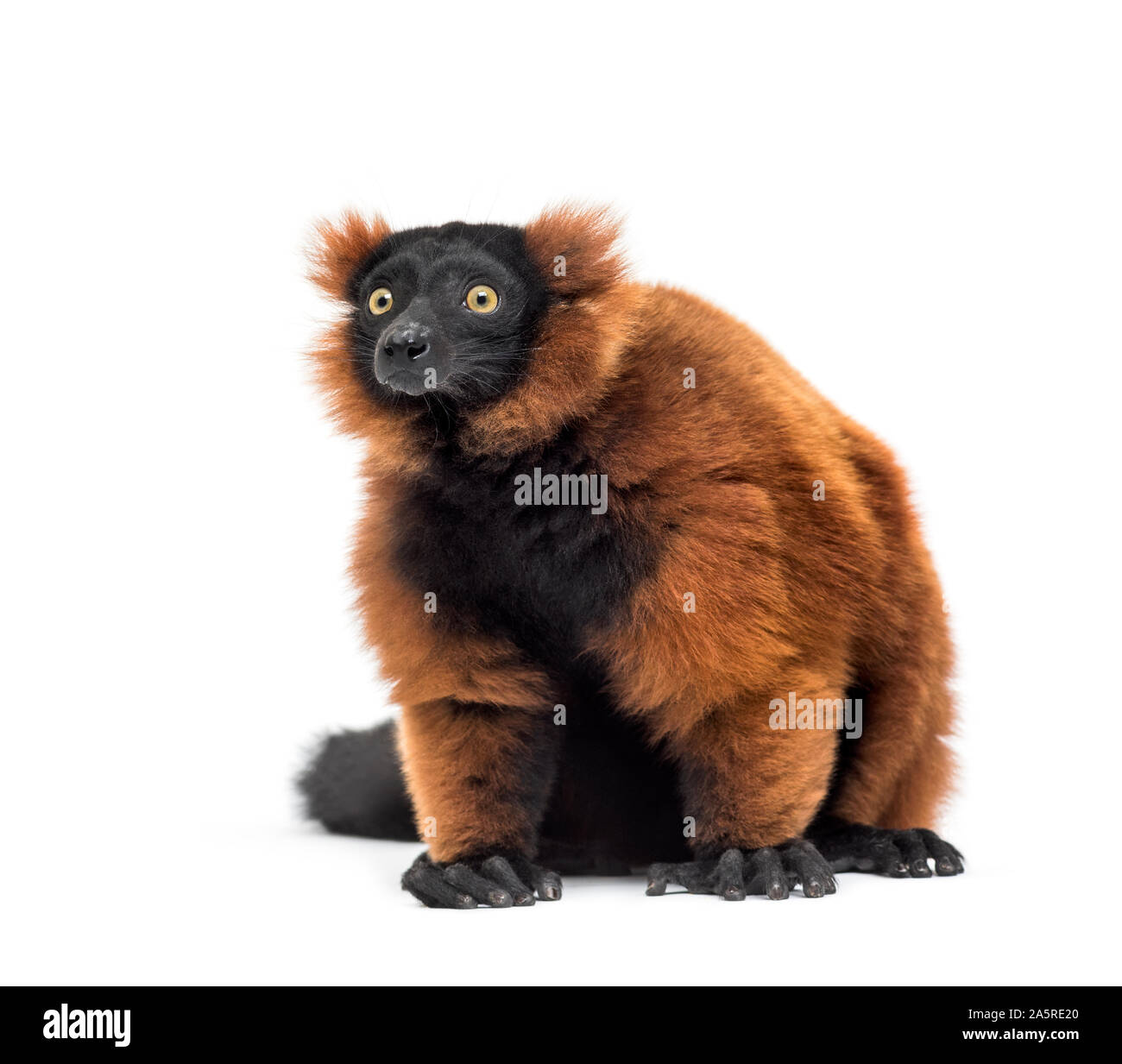 Red ruffed lemur, Varecia rubra, sitting against white background Stock ...