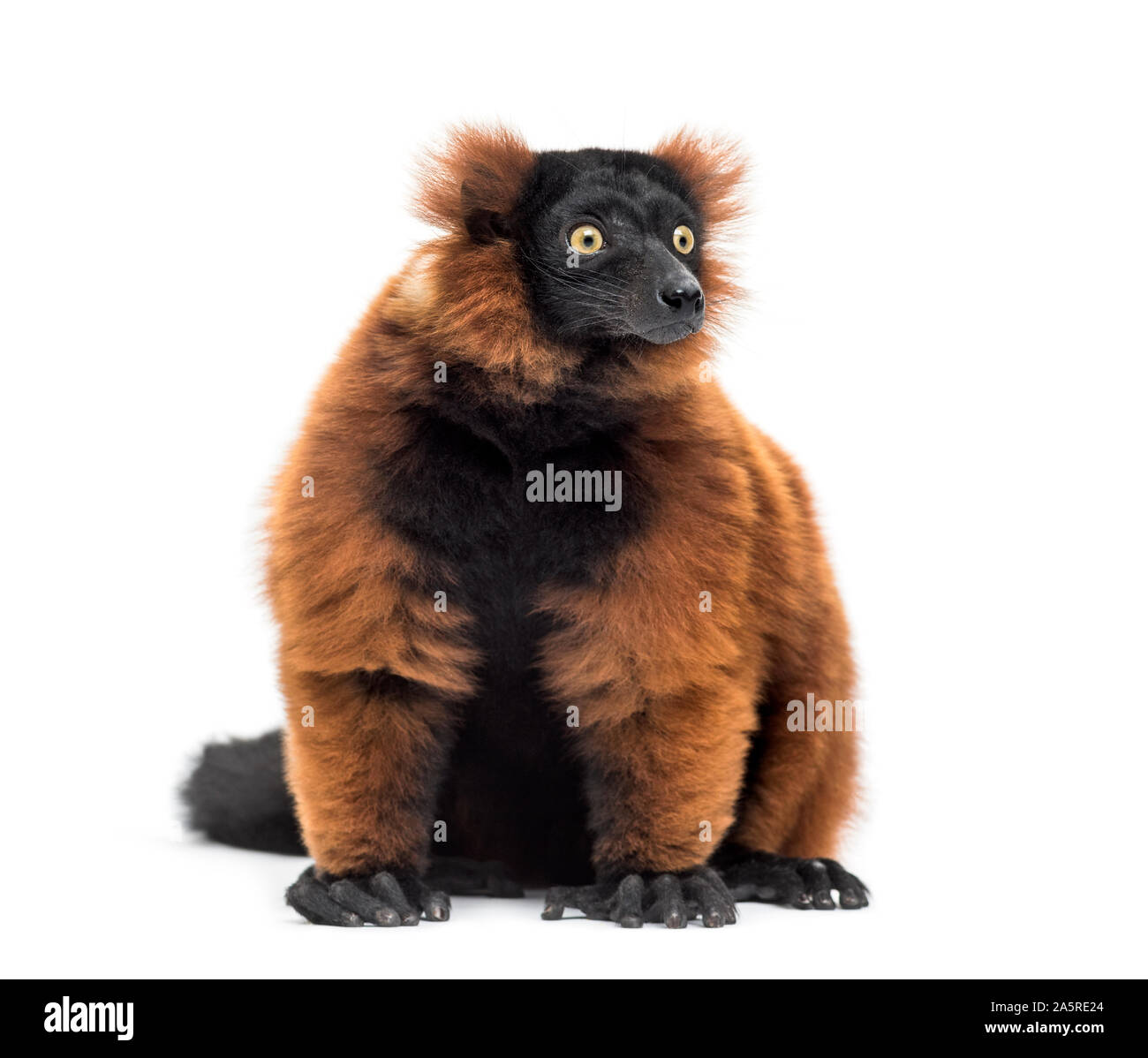Red ruffed lemur, Varecia rubra, sitting against white background Stock ...