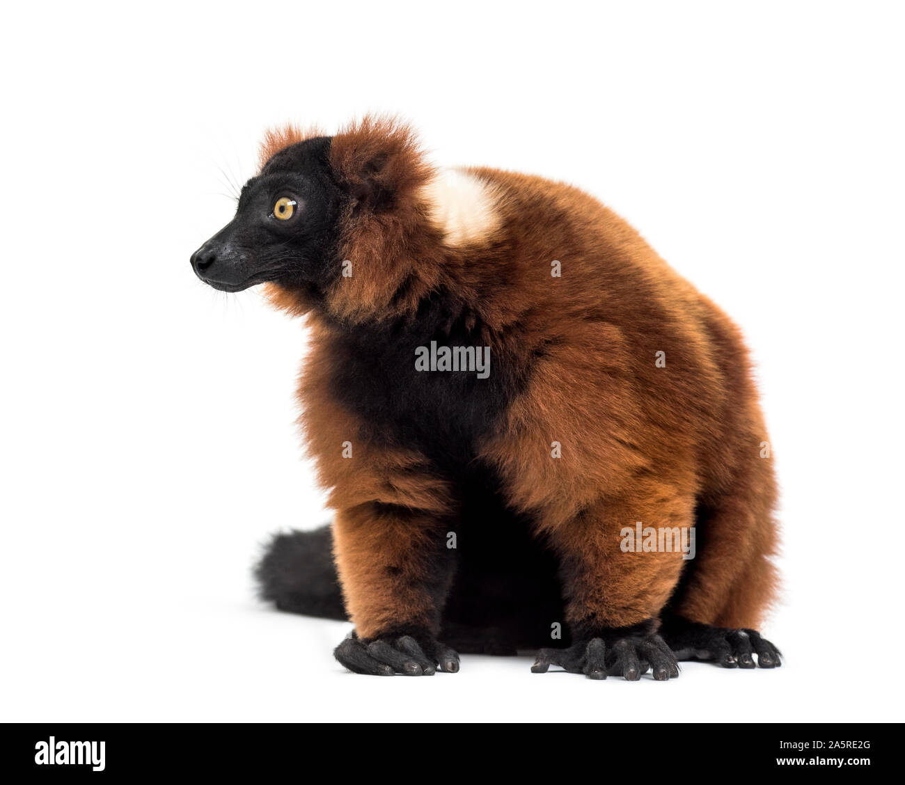 Red ruffed lemur, Varecia rubra, sitting against white background Stock ...