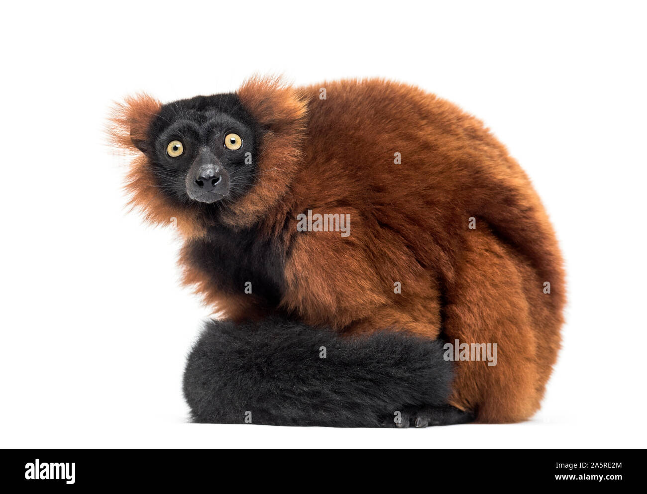 Red ruffed lemur, Varecia rubra, sitting against white background Stock ...