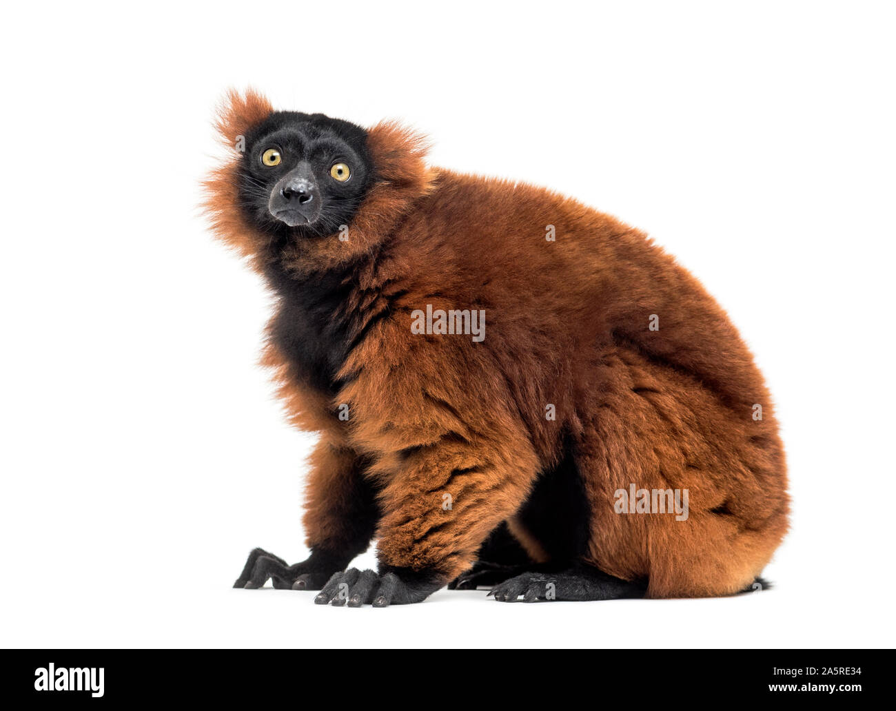 Red ruffed lemur, Varecia rubra, sitting against white background Stock ...