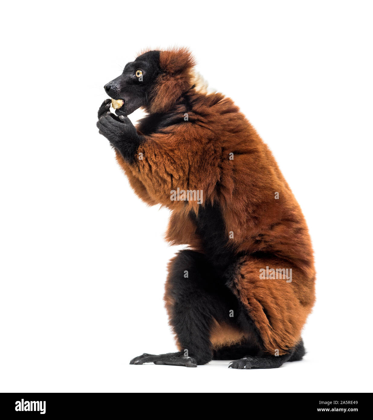 Red ruffed lemur, Varecia rubra, eating against white background Stock ...