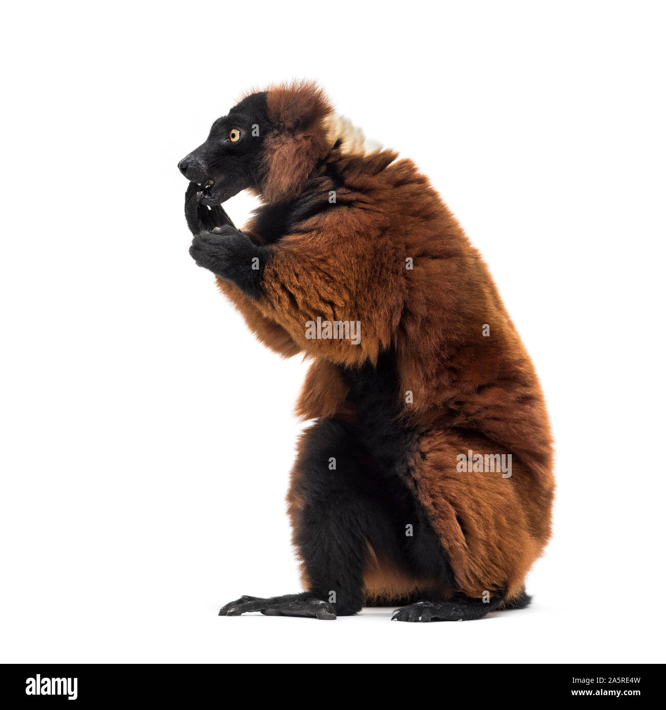Red ruffed lemur, Varecia rubra, eating against white background Stock ...