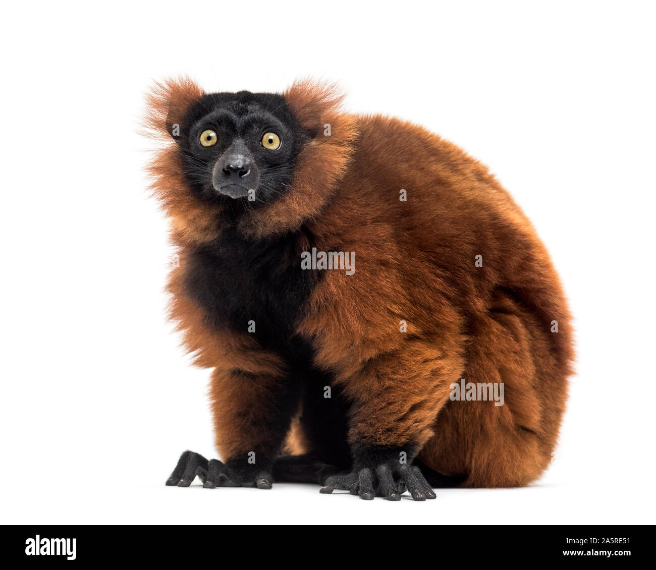 Red ruffed lemur, Varecia rubra, sitting against white background Stock ...