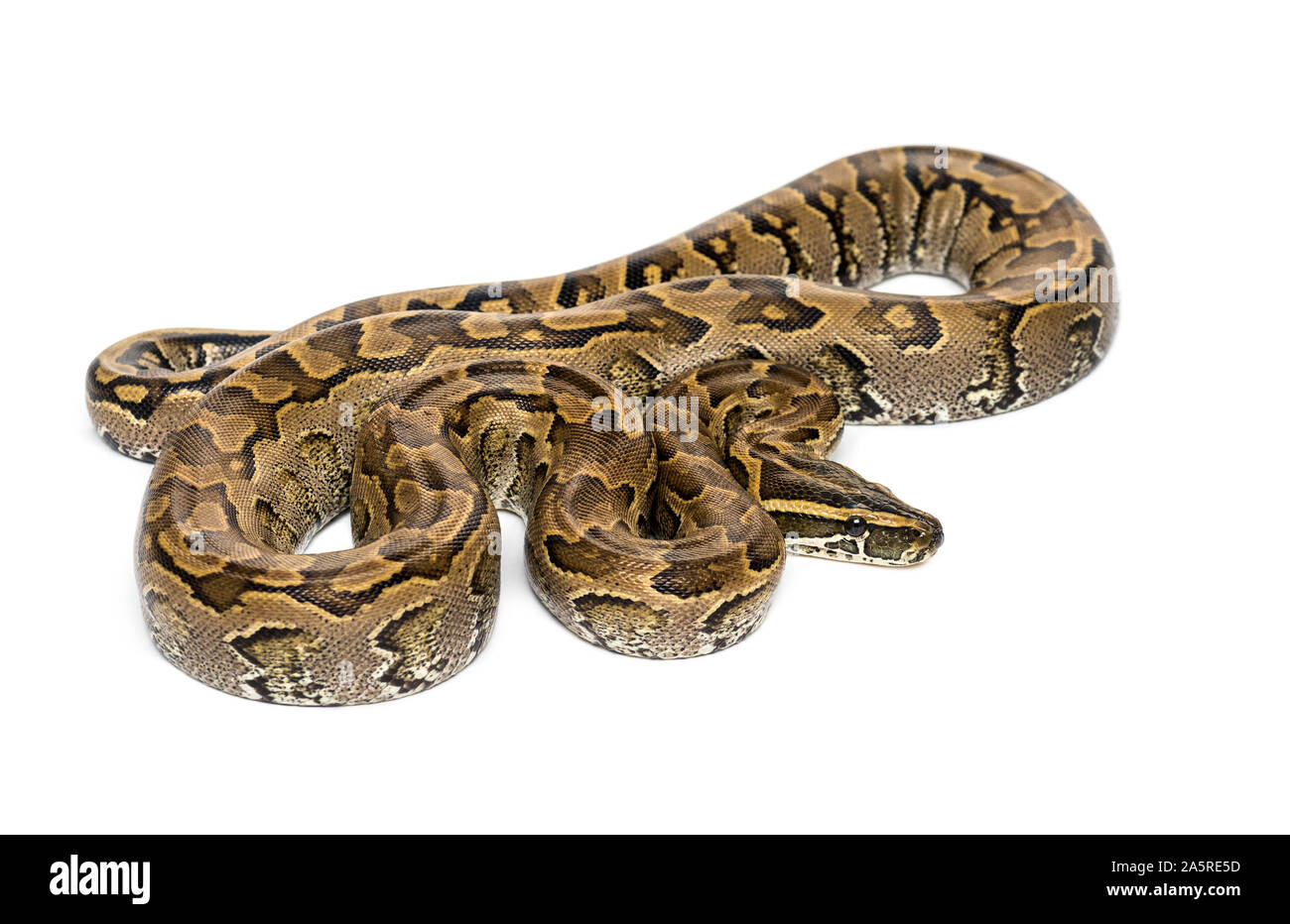 Boa madagascariensis, Sanzinia madagascariensis, also known as the ...