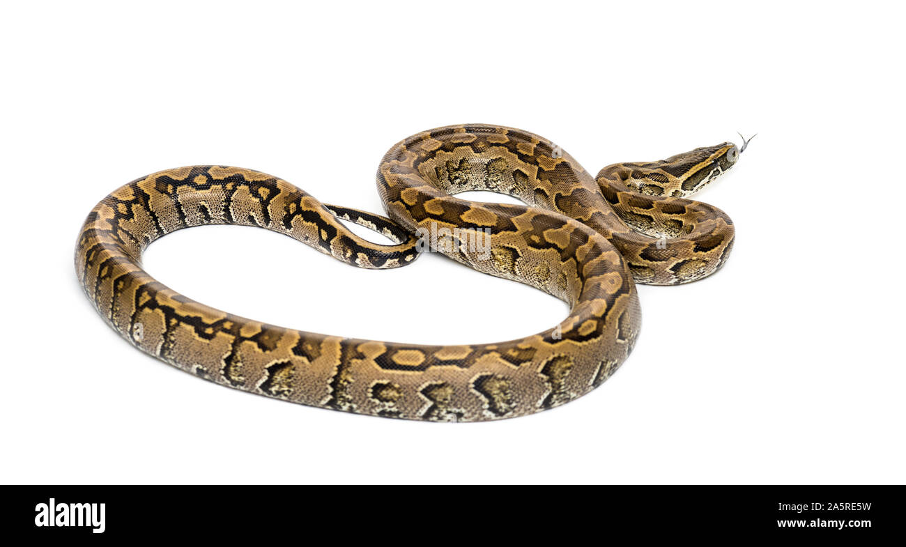 Boa madagascariensis, Sanzinia madagascariensis, also known as the ...