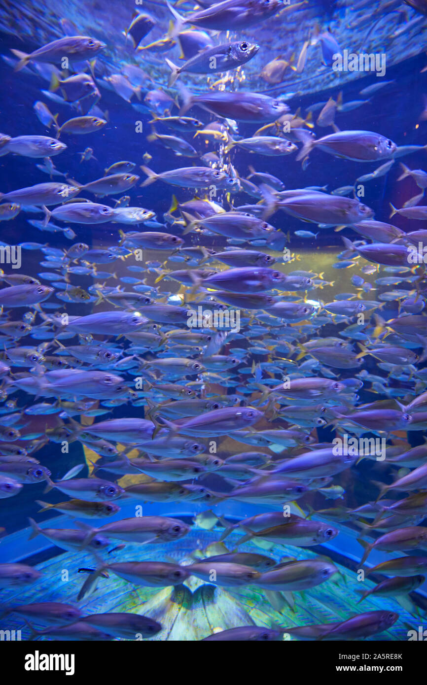 Underwater fish atlantis hi-res stock photography and images - Alamy
