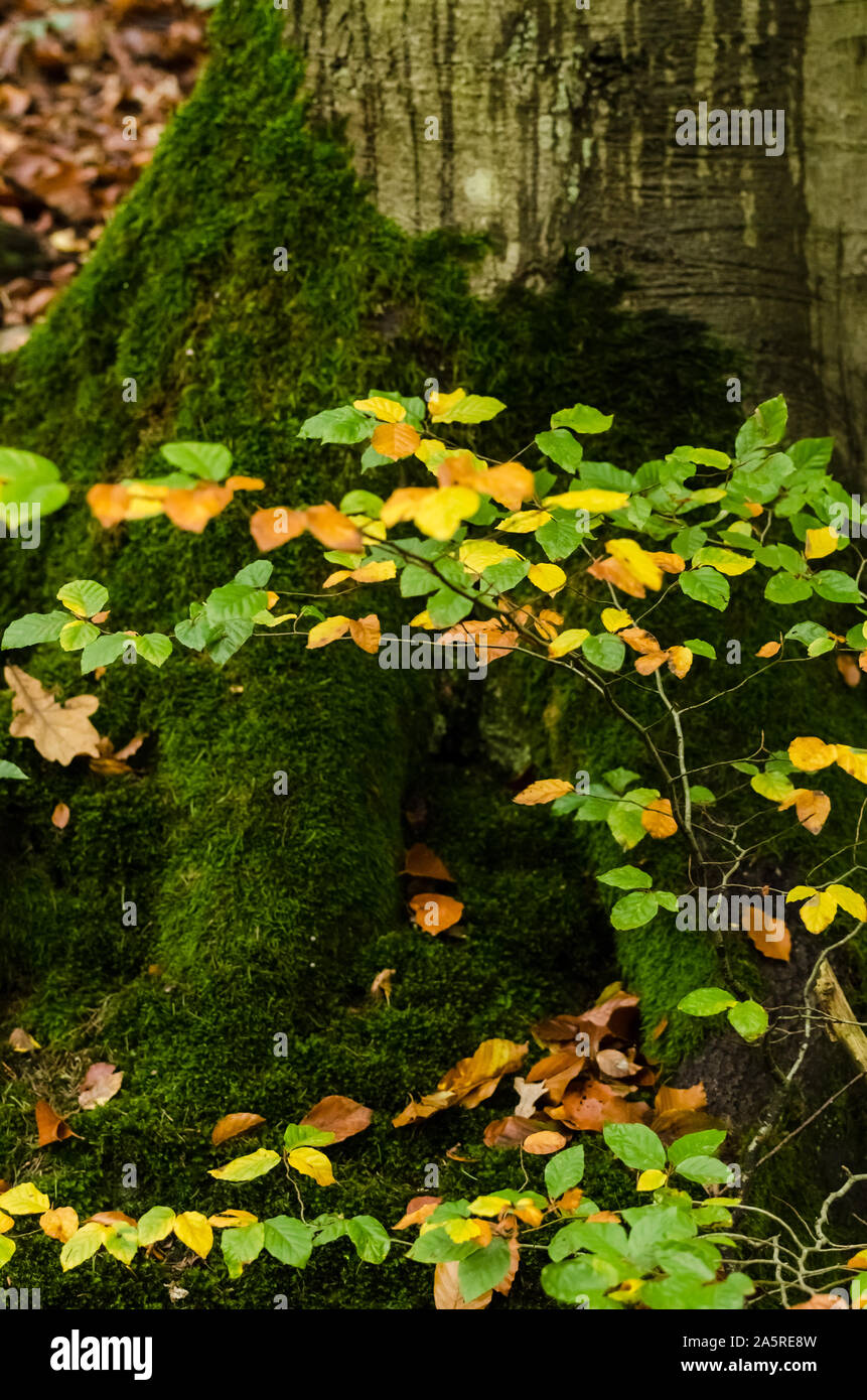 Autumn season colours in the forest in Germany Stock Photo - Alamy