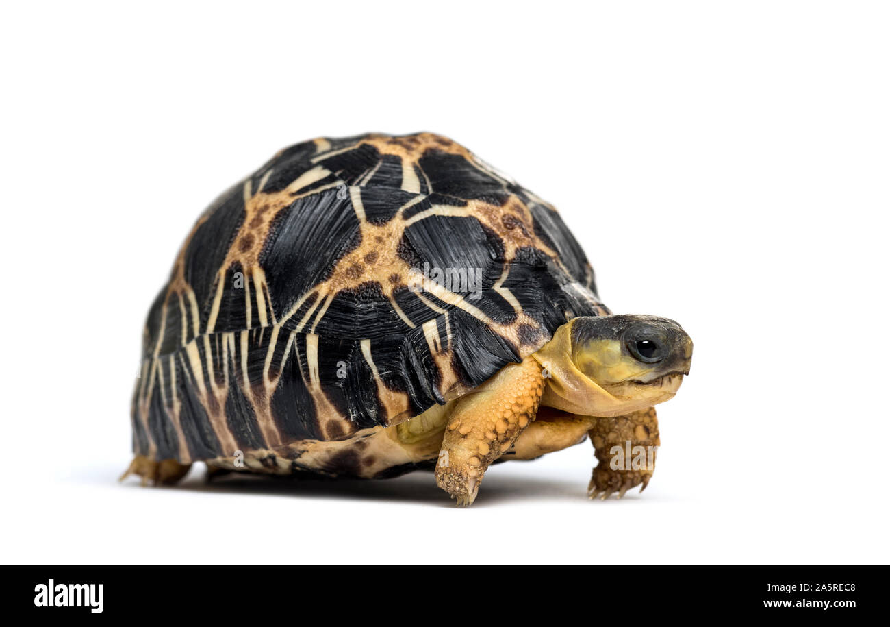 Radiated tortoise, Astrochelys radiata, in front of white background ...