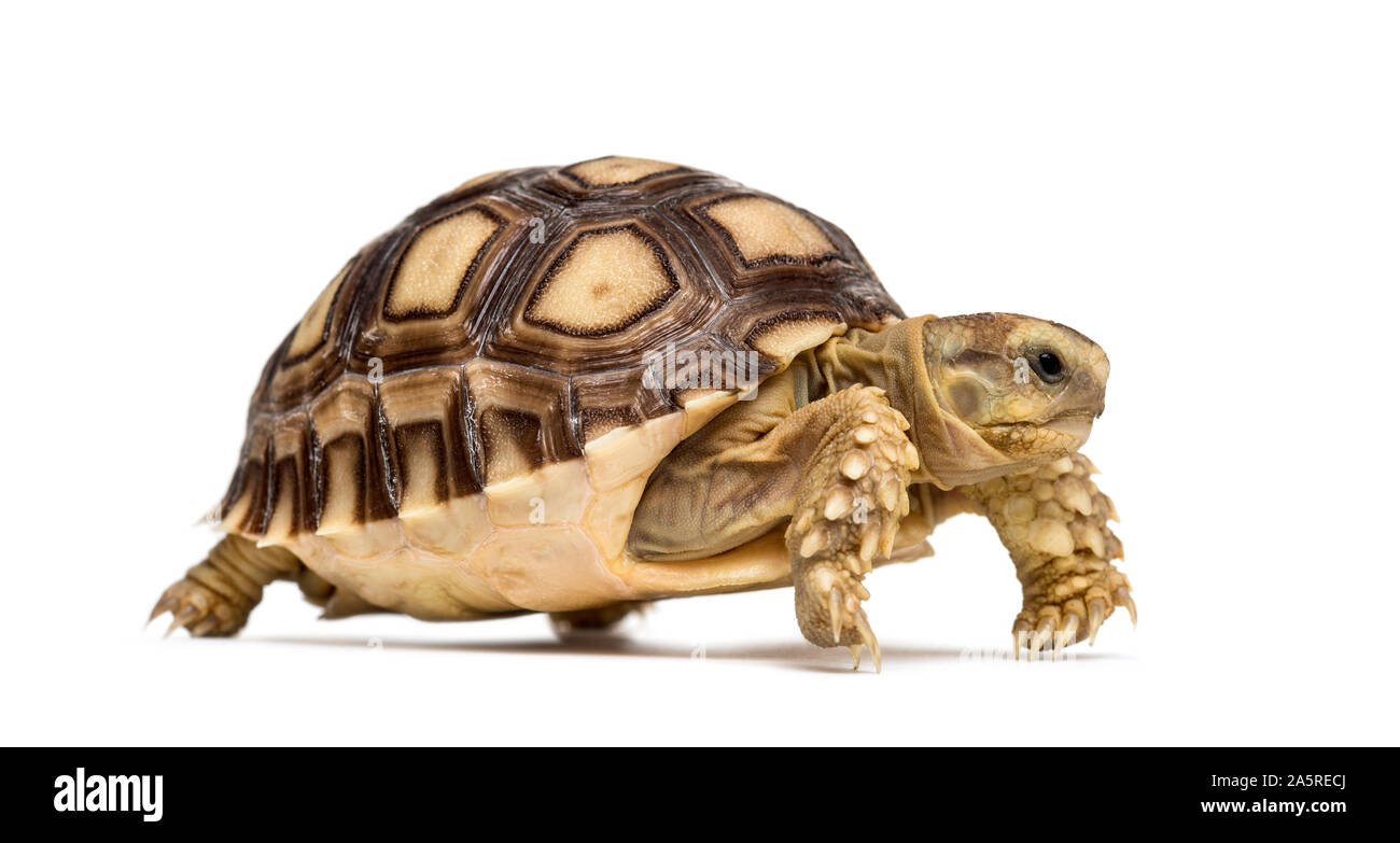 African spurred tortoise, Centrochelys sulcata, also called the sulcata ...