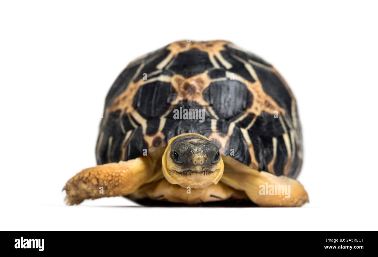 Radiated tortoise, Astrochelys radiata, in front of white background ...