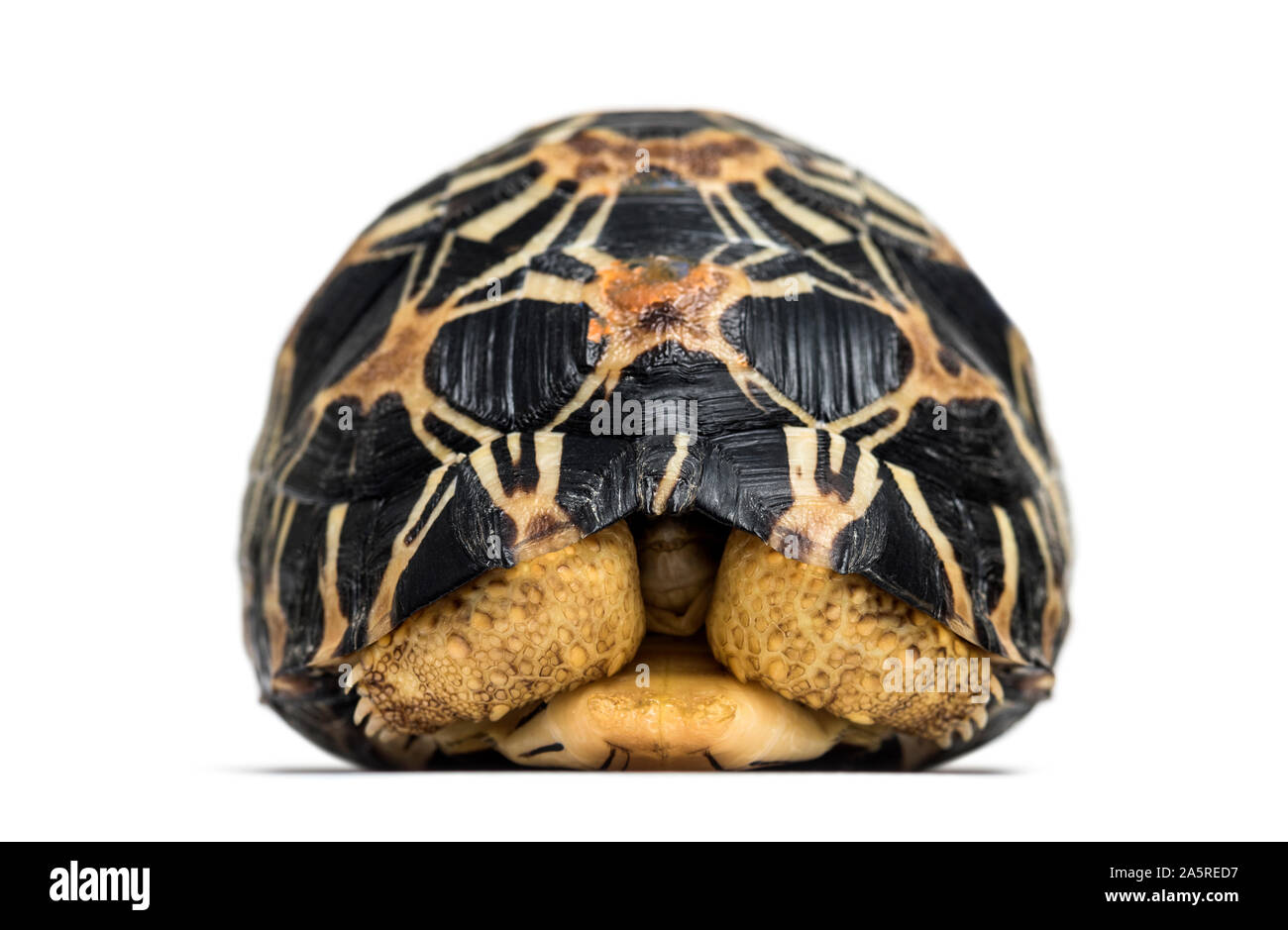 Radiated tortoise, Astrochelys radiata, in front of white background ...