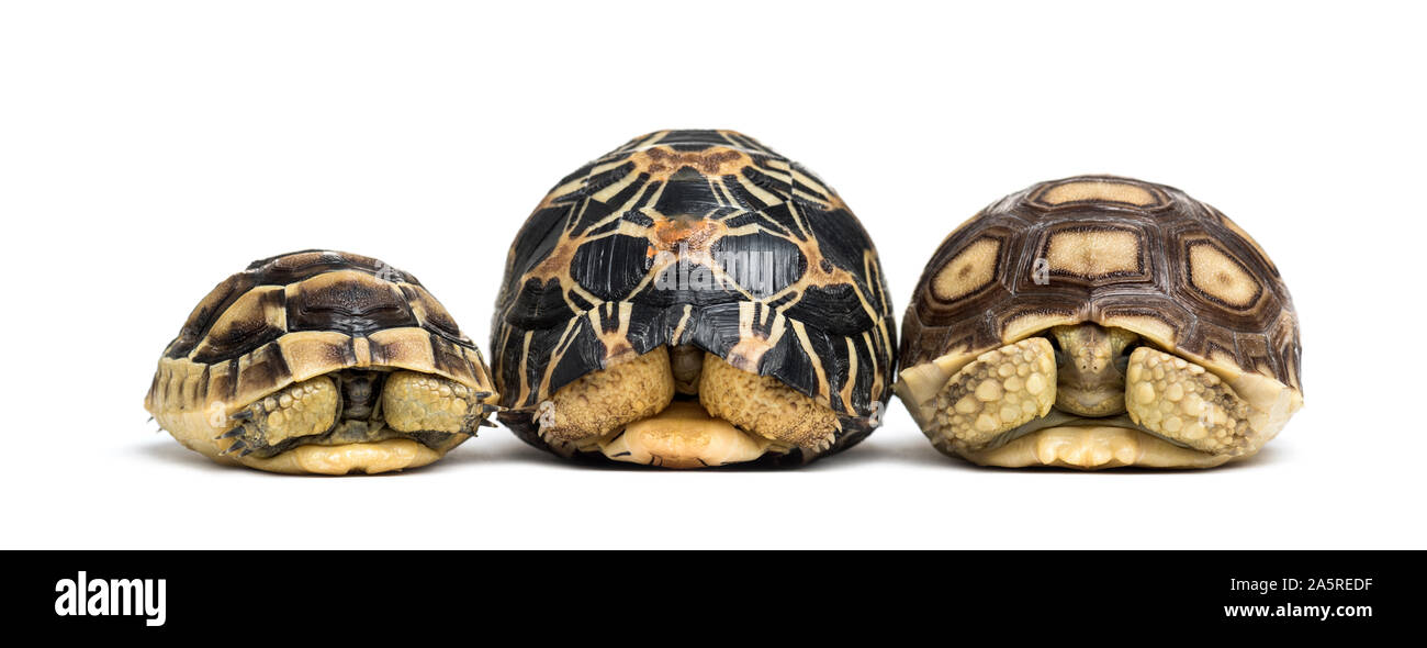 African leopard tortoise Cut Out Stock Images & Pictures - Alamy