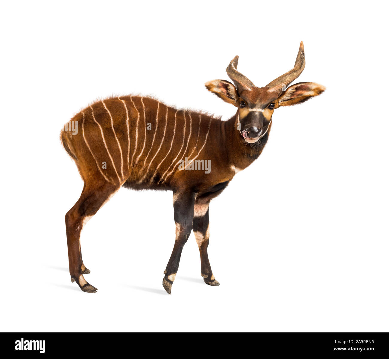 Bongo, antelope, Tragelaphus eurycerus walking against white background ...