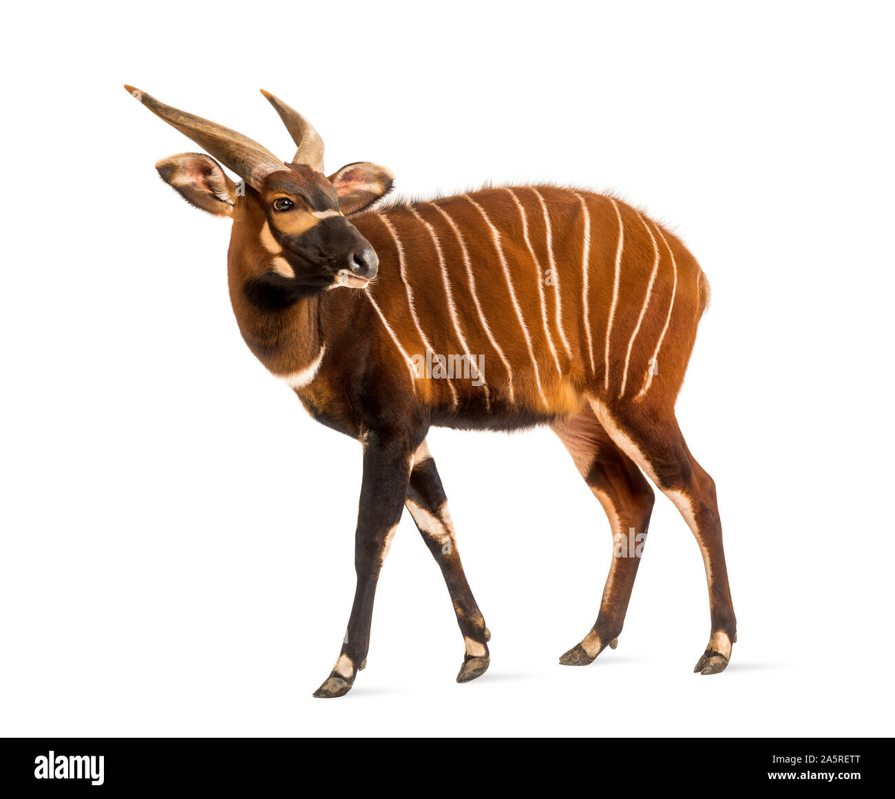 Bongo, antelope, Tragelaphus eurycerus standing against white ...