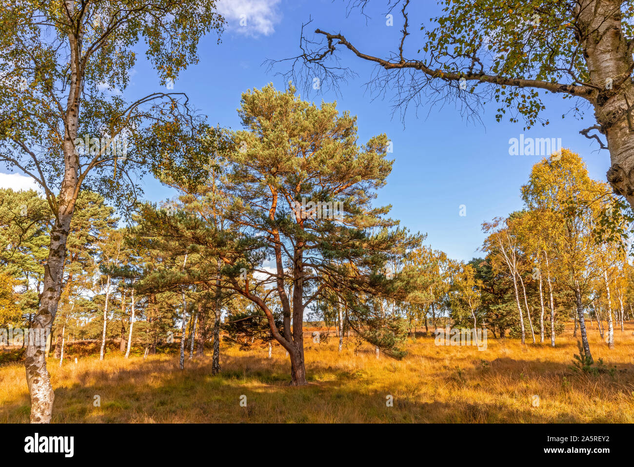 Strensall common hi-res stock photography and images - Alamy