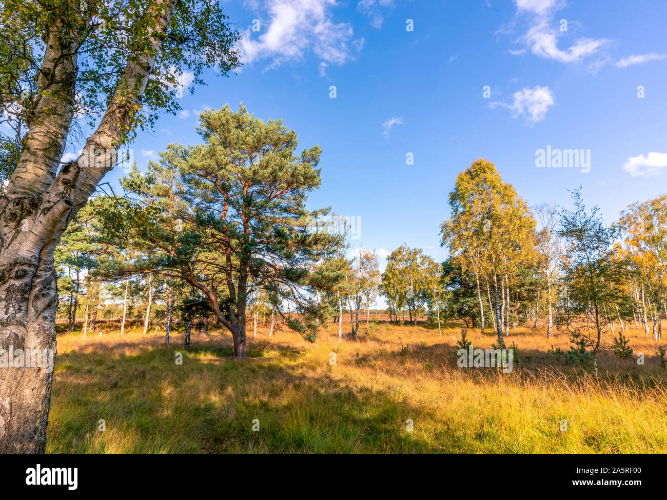 Early autumn on Strensall Common in Yorkshire. The upper foliage of a ...