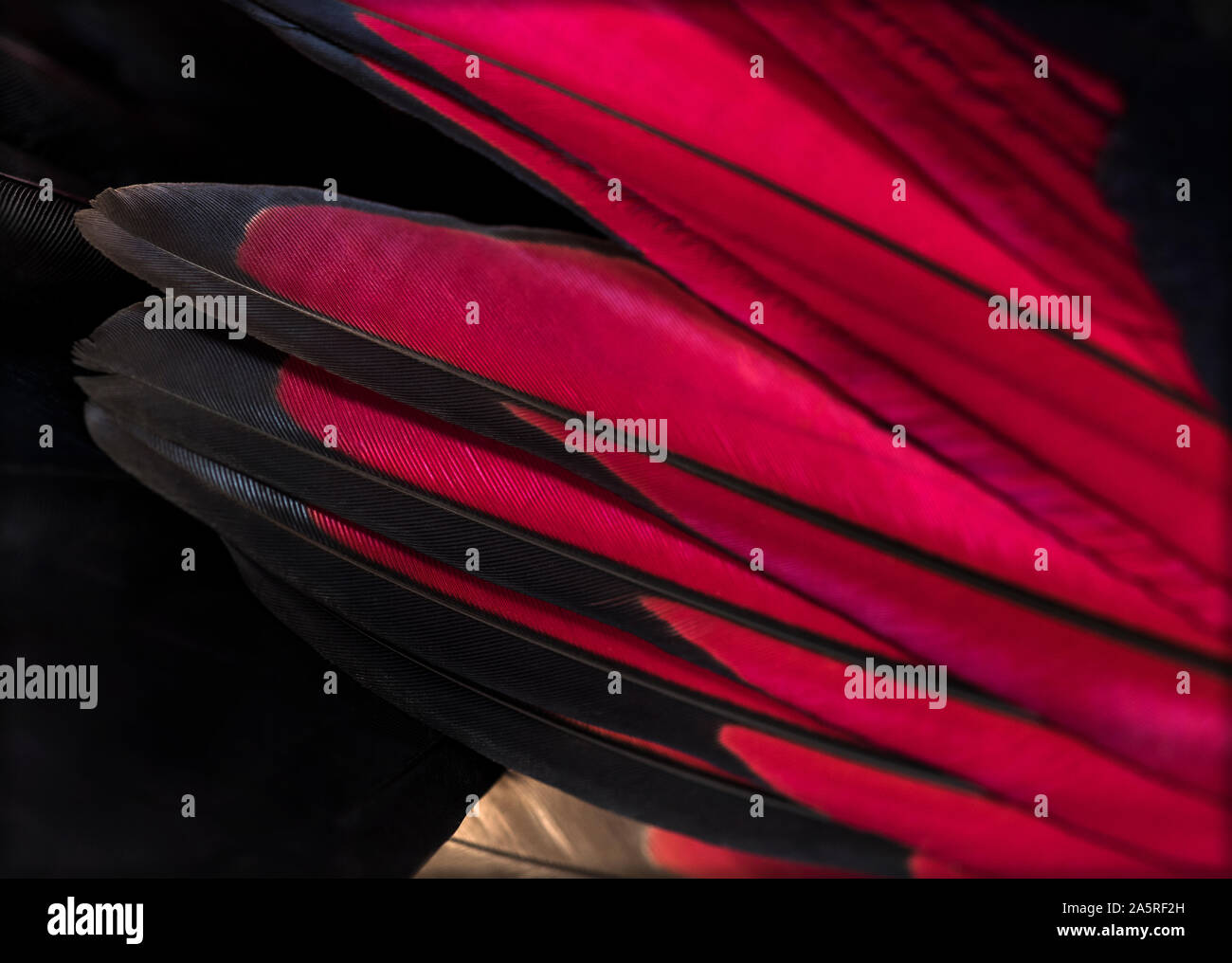 Turacos hi-res stock photography and images - Alamy