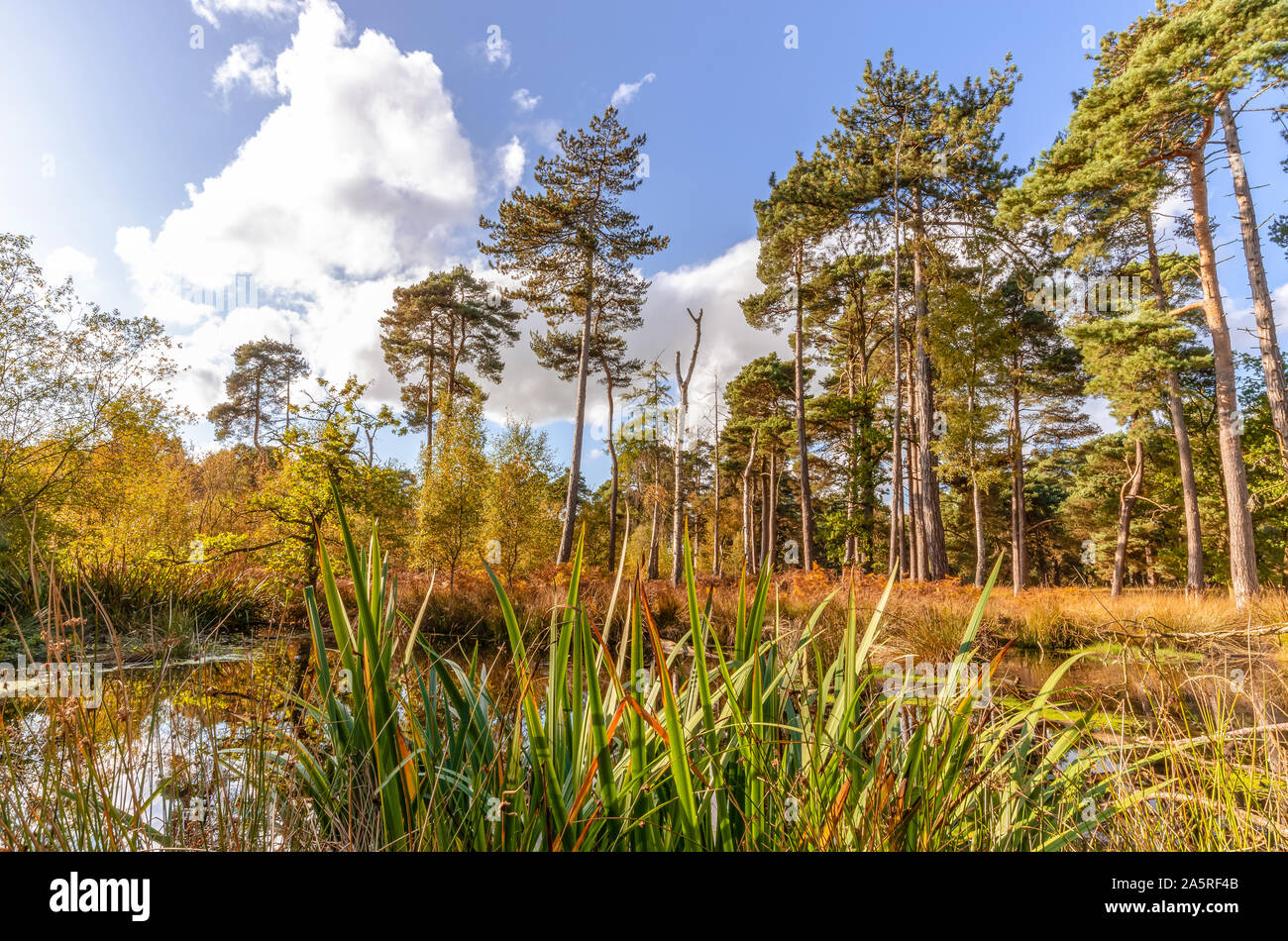 Early autumn on Strensall Common in Yorkshire. Tall conifer trees stand ...