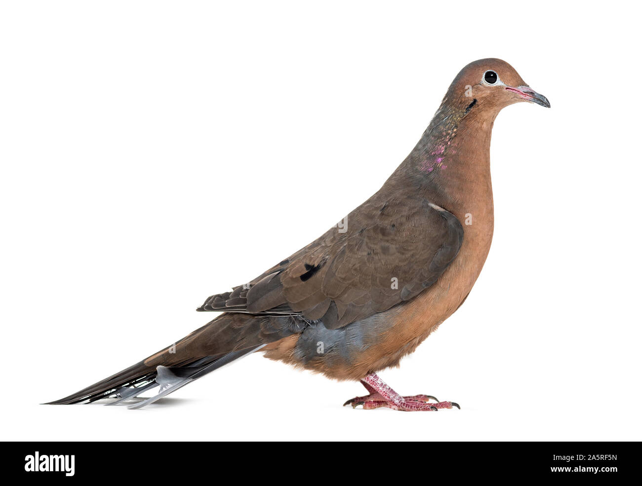 Socorro dove, Zenaida graysoni, is a dove standing against white ...