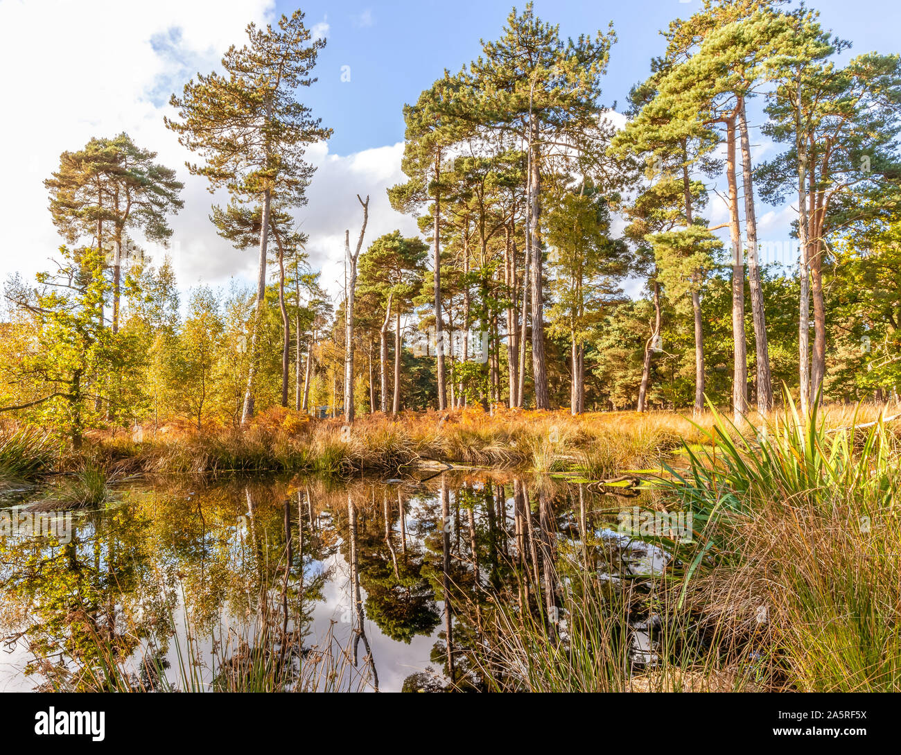 Strensall common hi-res stock photography and images - Alamy