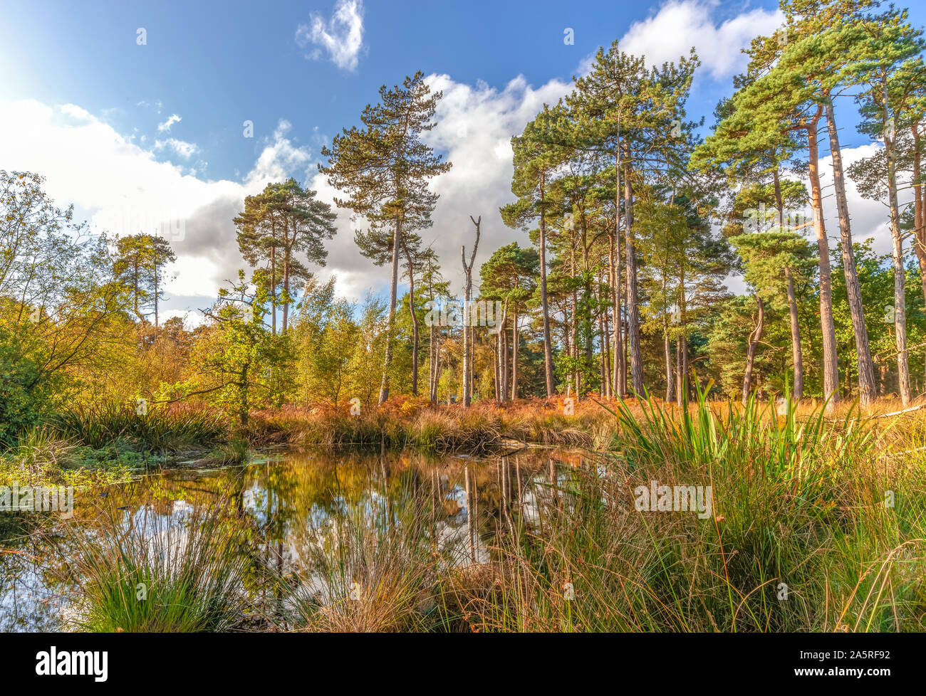 Strensall common hi-res stock photography and images - Alamy