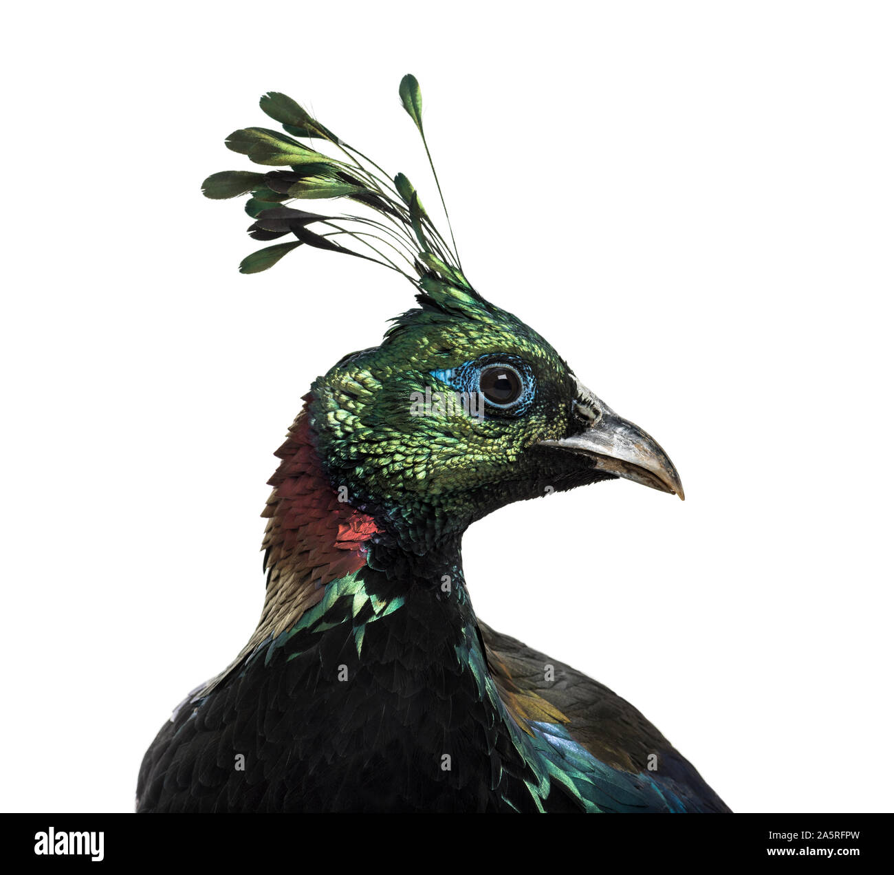 Himalayan monal, Lophophorus impejanus, also known as the Impeyan monal ...