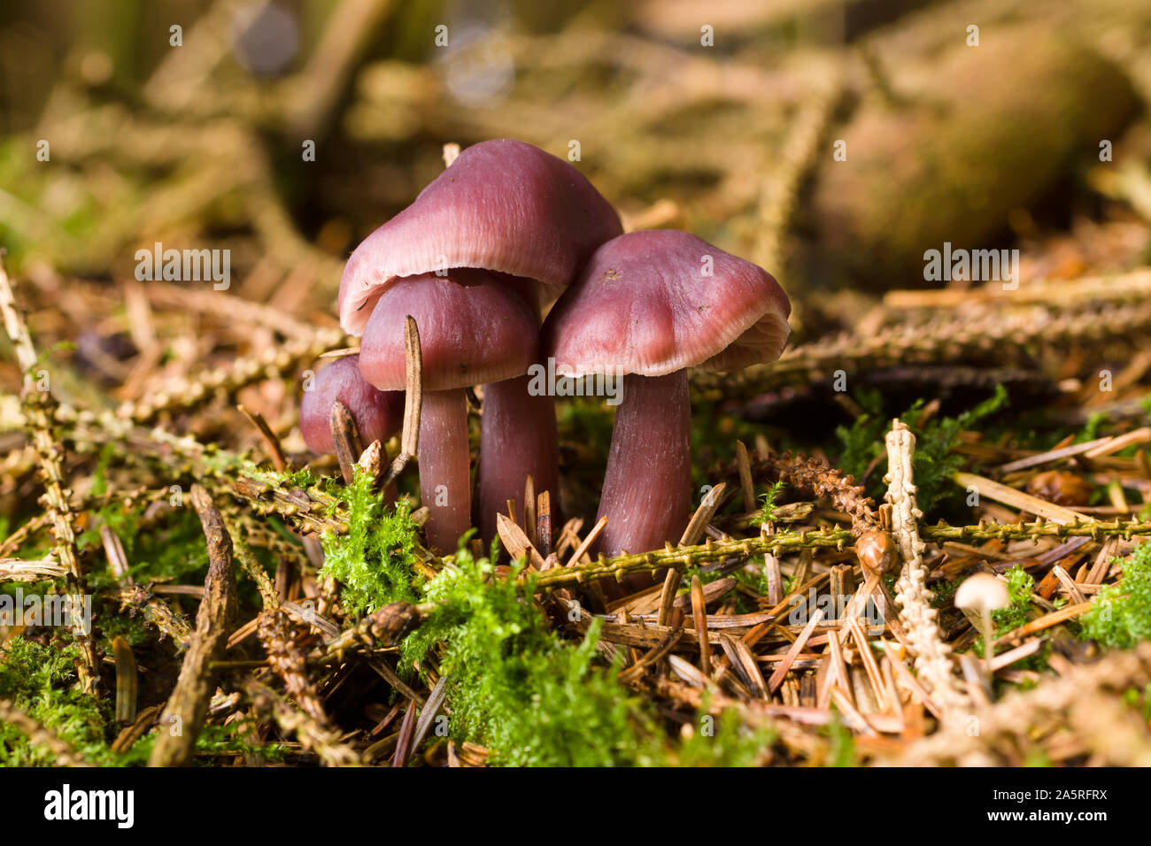 Mycena pura or Lilac Bonnet fruiting body also known as the Lilac ...