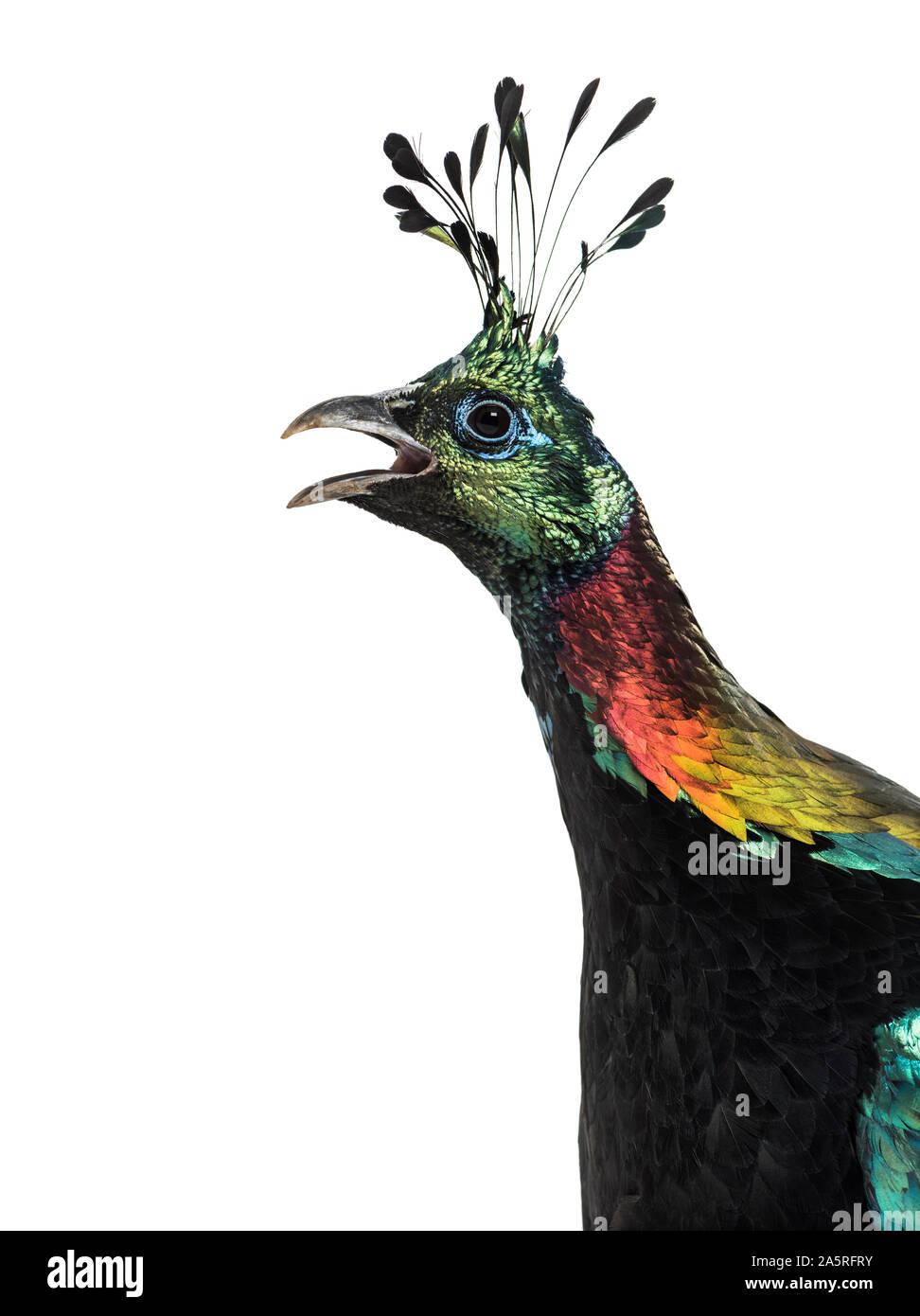 Himalayan monal, Lophophorus impejanus, also known as the Impeyan monal ...