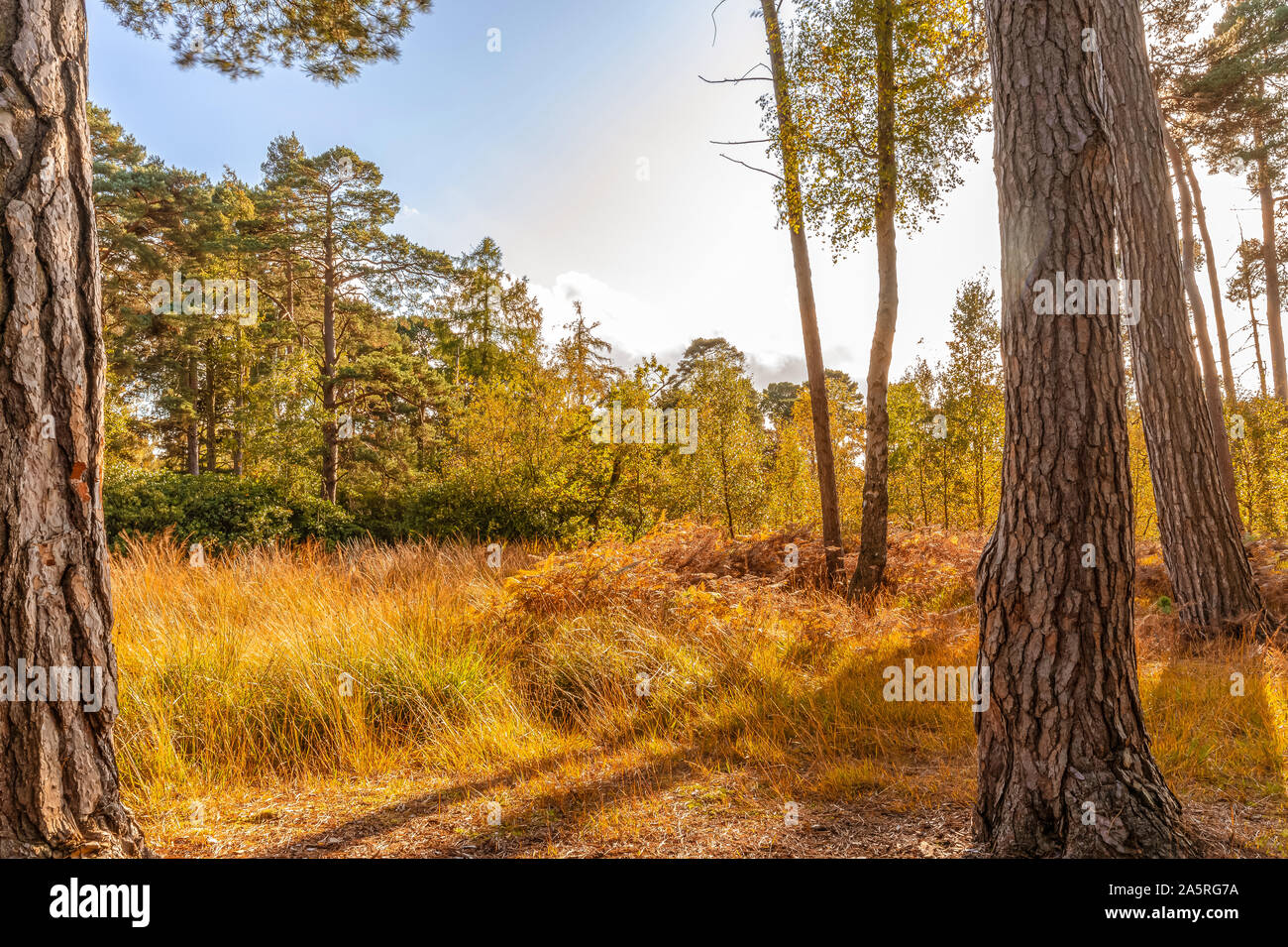 Early autumn on Strensall Common in Yorkshire. Tree trunks are in the ...