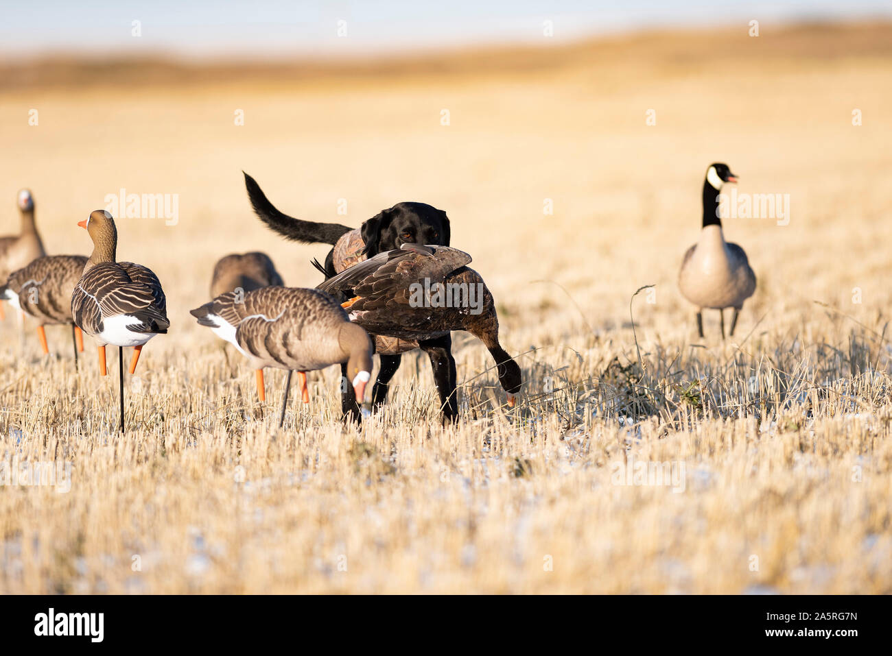 A Black Labrador Retriever with a Whitefronted Goose in North Dakota ...